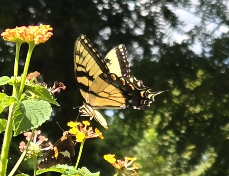 Trailhead, Creek line Trail | Local Parks