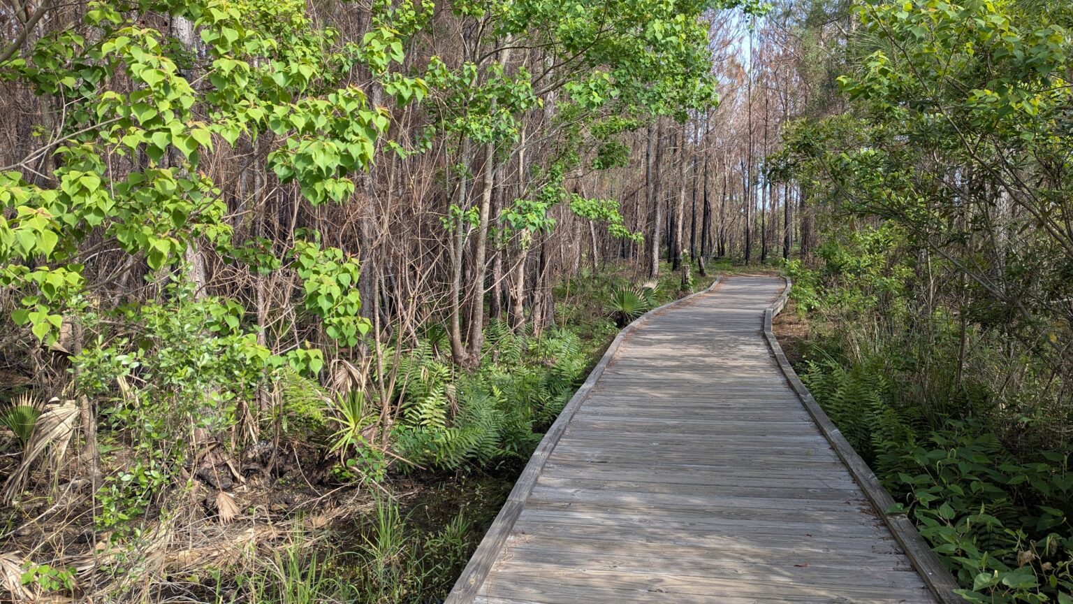 Dauphin Island Campground | Local Parks